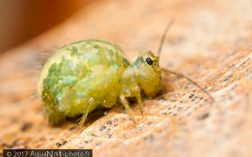 Accueil - Collembole Aquanat-photo