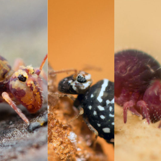 Collection photographique de collemboles - Collembole Aquanat-photo