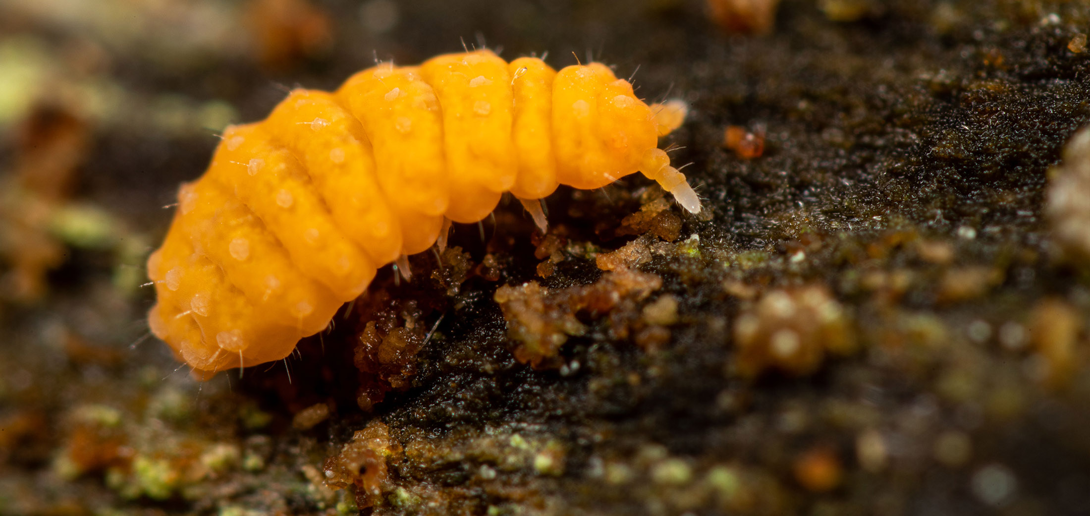 Guide d'identification des collemboles - Collembole Aquanat-photo