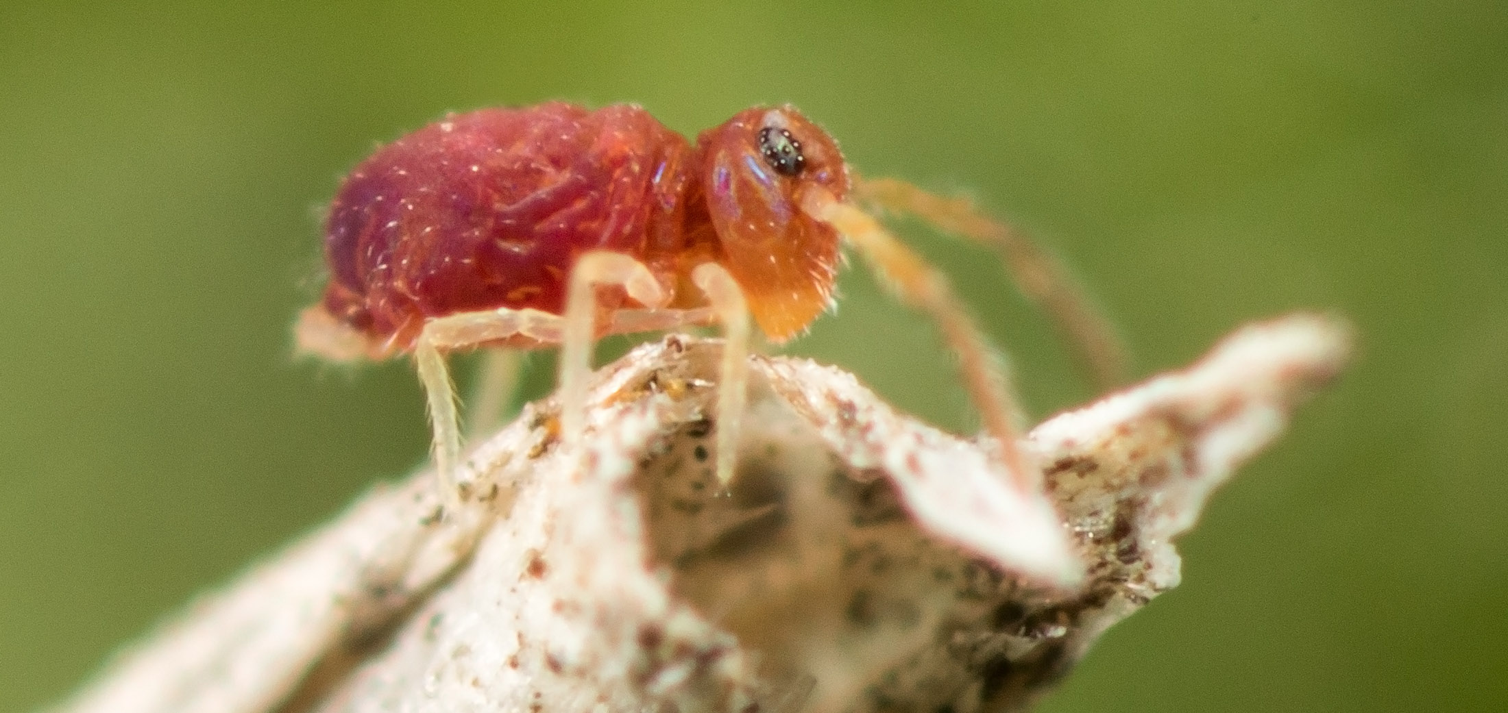 Guide d'identification des collemboles - Collembole Aquanat-photo